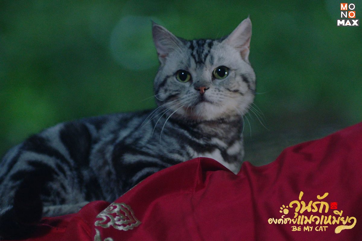 ตัวอย่างภาพความน่ารักในซีรีส์วุ่นรักองค์ชายแมวเหมียว Be My Cat